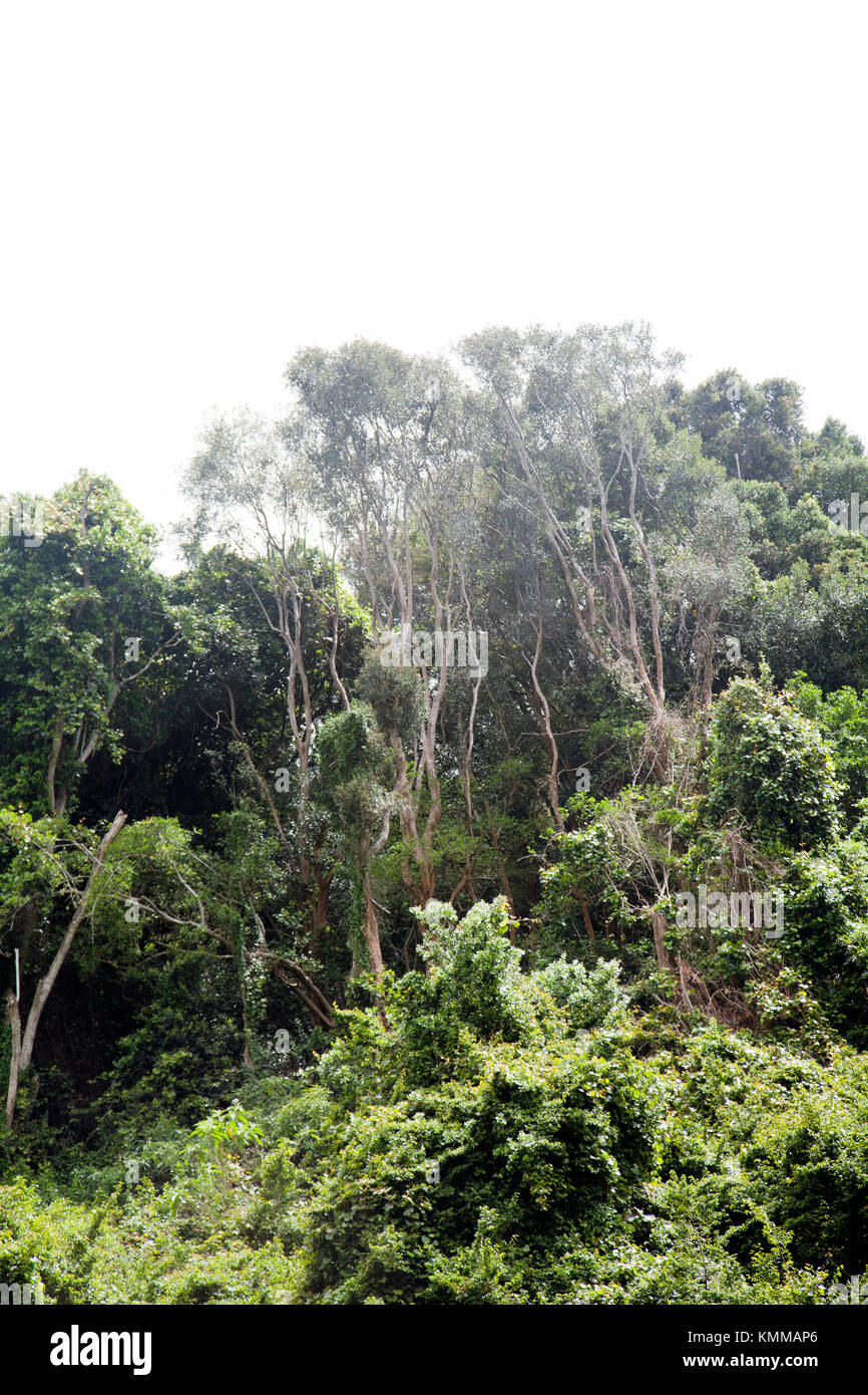 Tree Canopy on Table Mountain - Cape Town - South Africa Stock Photo ...