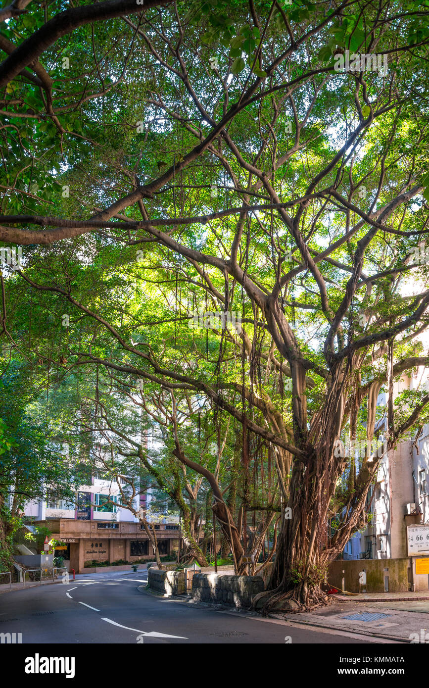 Banyan Trees, Conduit Road, Hong Kong Stock Photo - Alamy