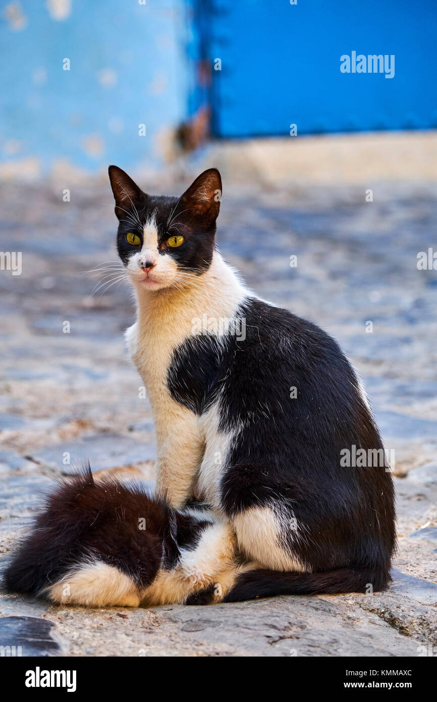Morocco, Rif area, Chefchaouen (Chaouen) town, the blue city, street ...