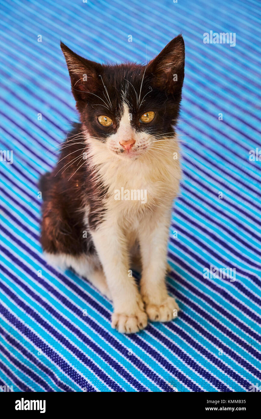 Morocco, Rif area, Chefchaouen (Chaouen) town, the blue city, street ...