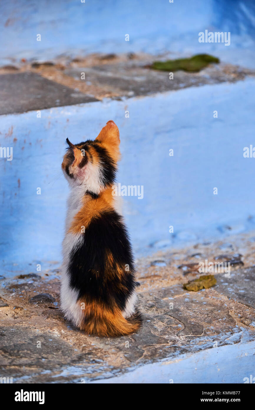 Morocco, Rif area, Chefchaouen (Chaouen) town, the blue city, street ...