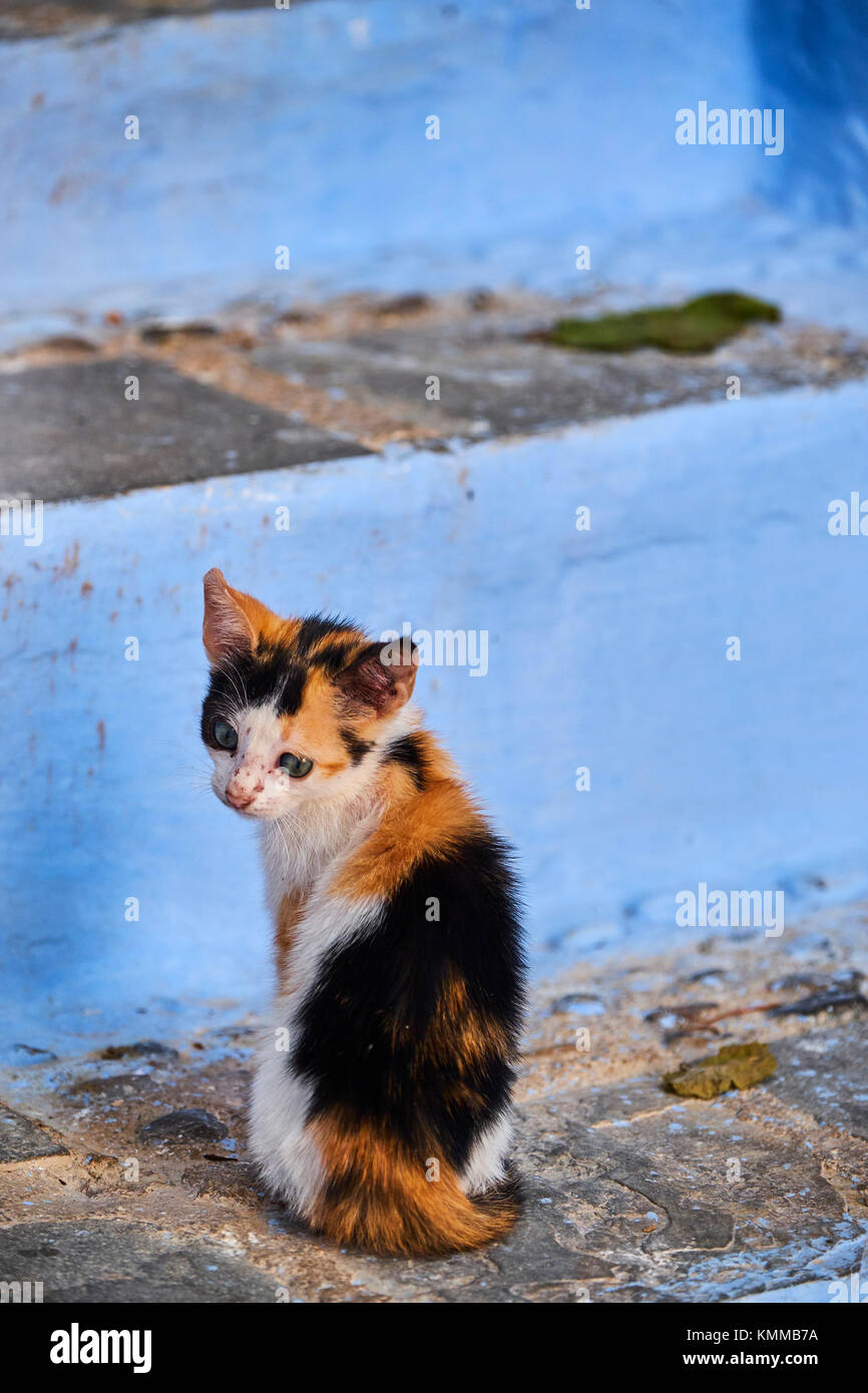 Morocco, Rif area, Chefchaouen (Chaouen) town, the blue city, street ...