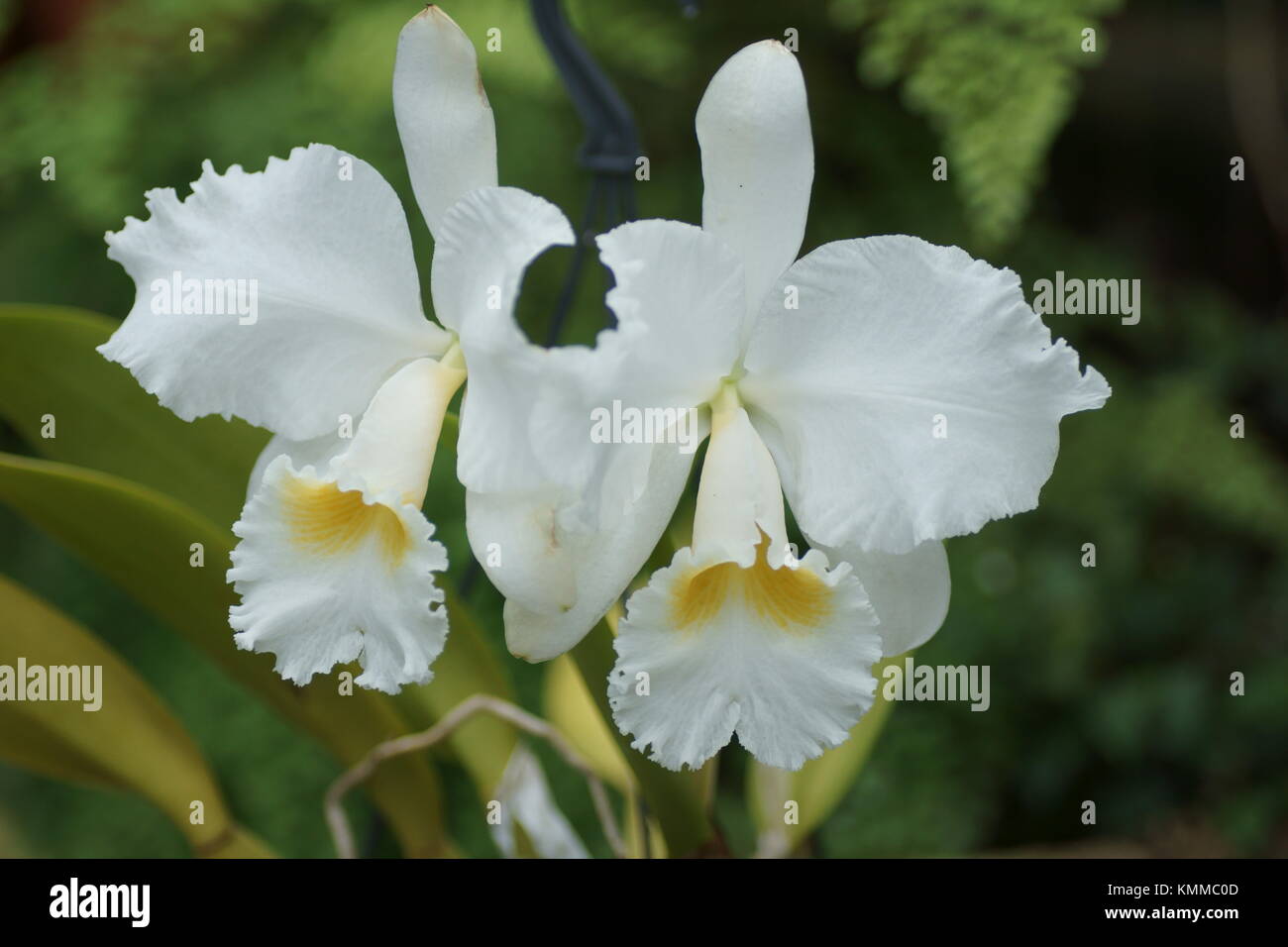 Cattleya bob betts hi-res stock photography and images - Alamy