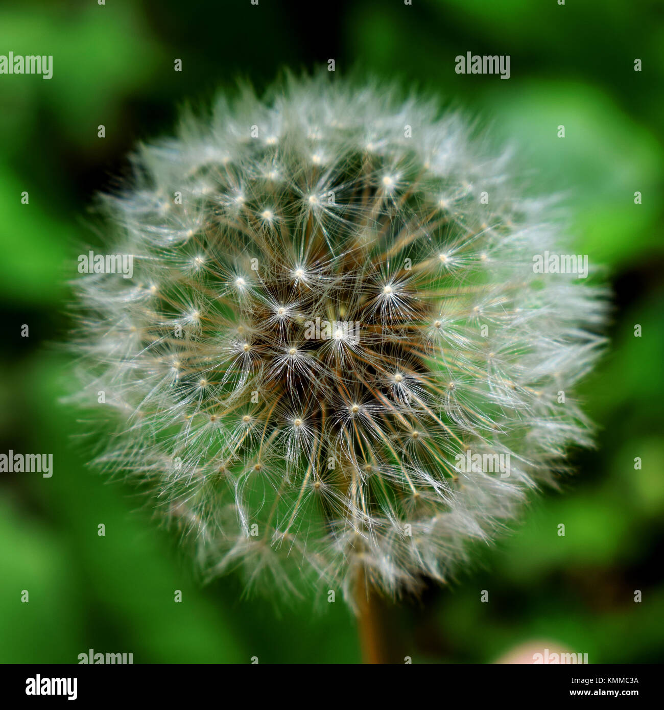 Dandelion shape hi-res stock photography and images - Alamy