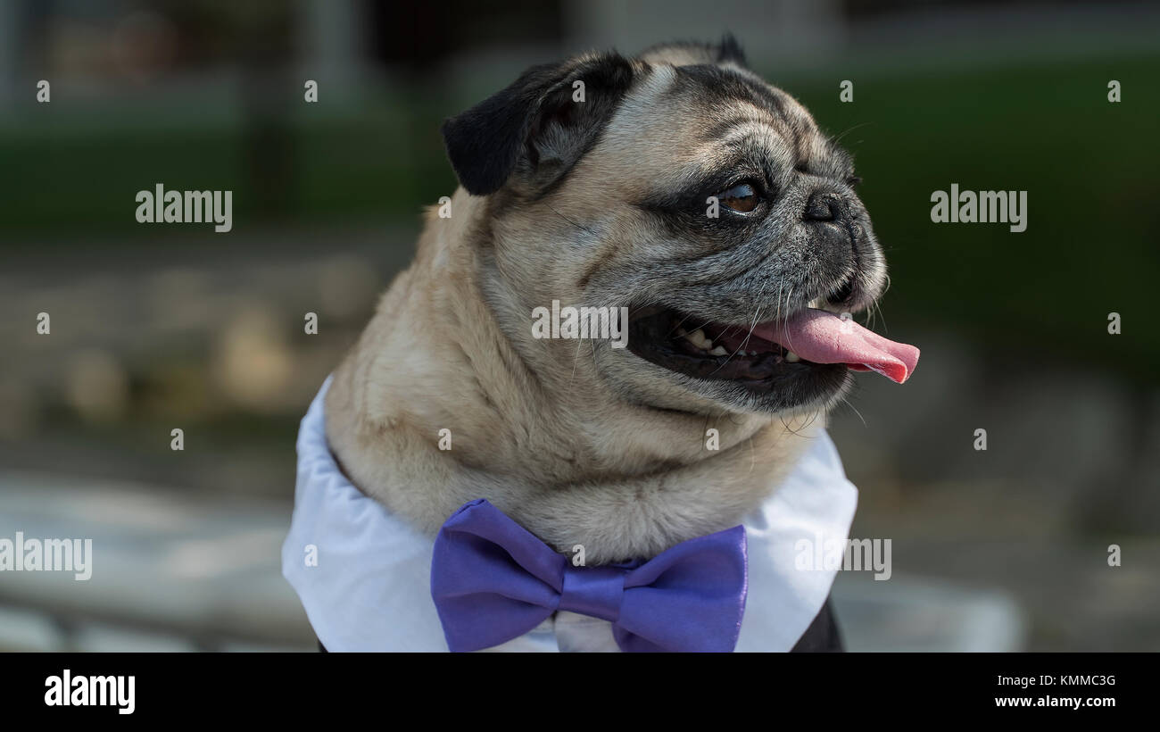 Mops dog hi-res stock photography and images - Alamy