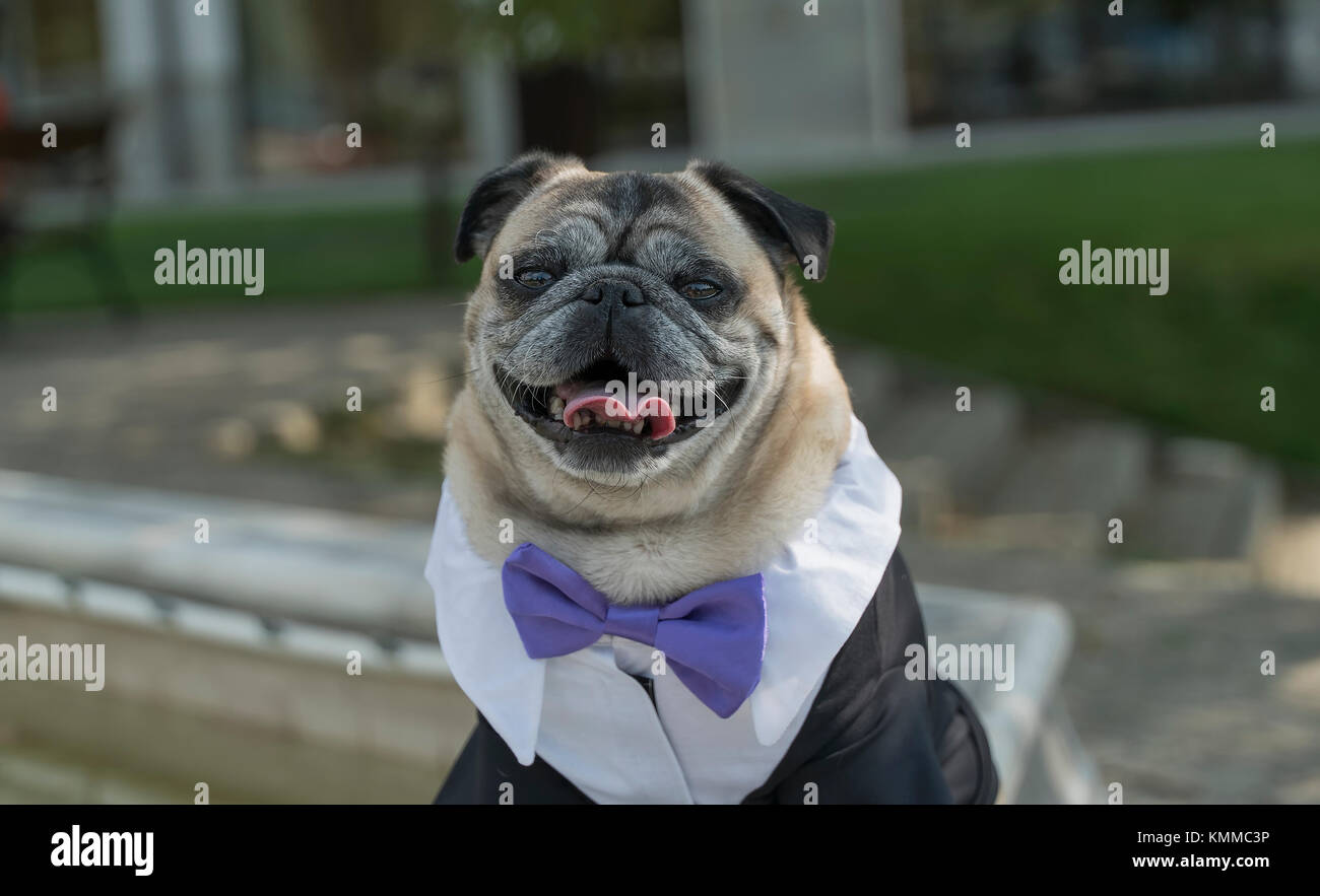 mops dog with suit and papion, front view Stock Photo - Alamy