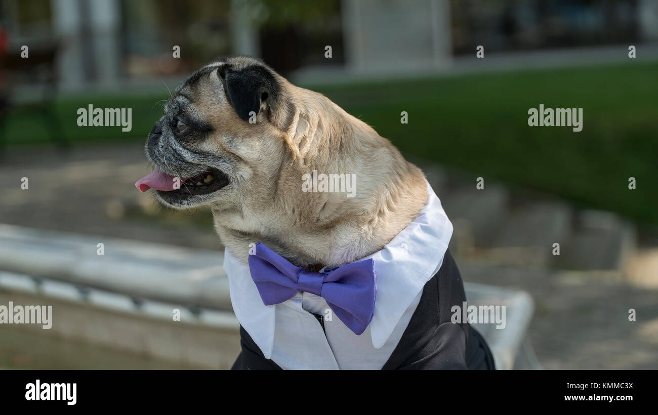 Profile of dog with costume hi-res stock photography and images - Alamy