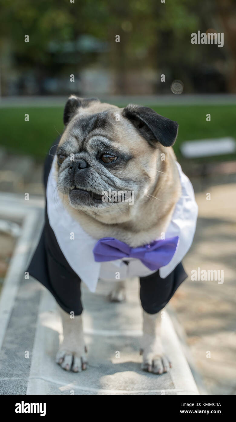 mops dog with suit Stock Photo - Alamy