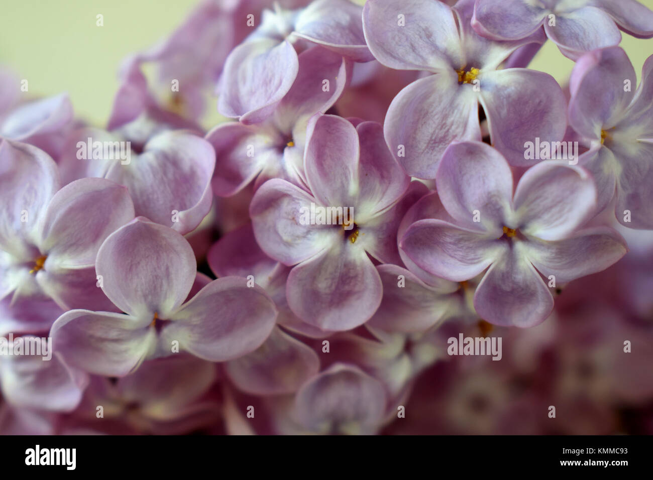 Closeup of lilac flowers Stock Photo - Alamy