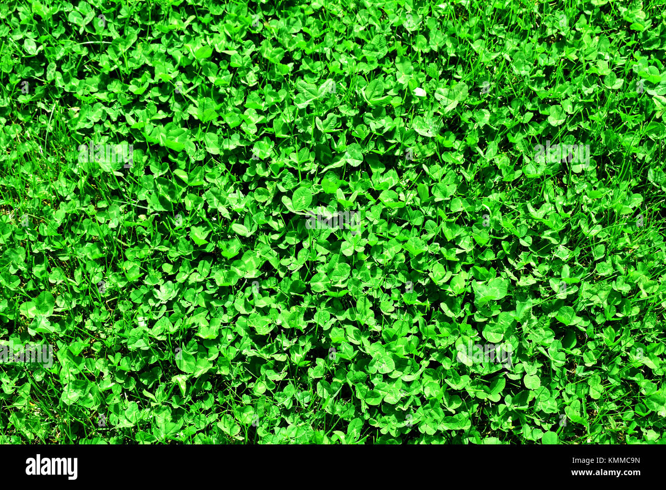 Cloverleaf pattern hi-res stock photography and images - Alamy