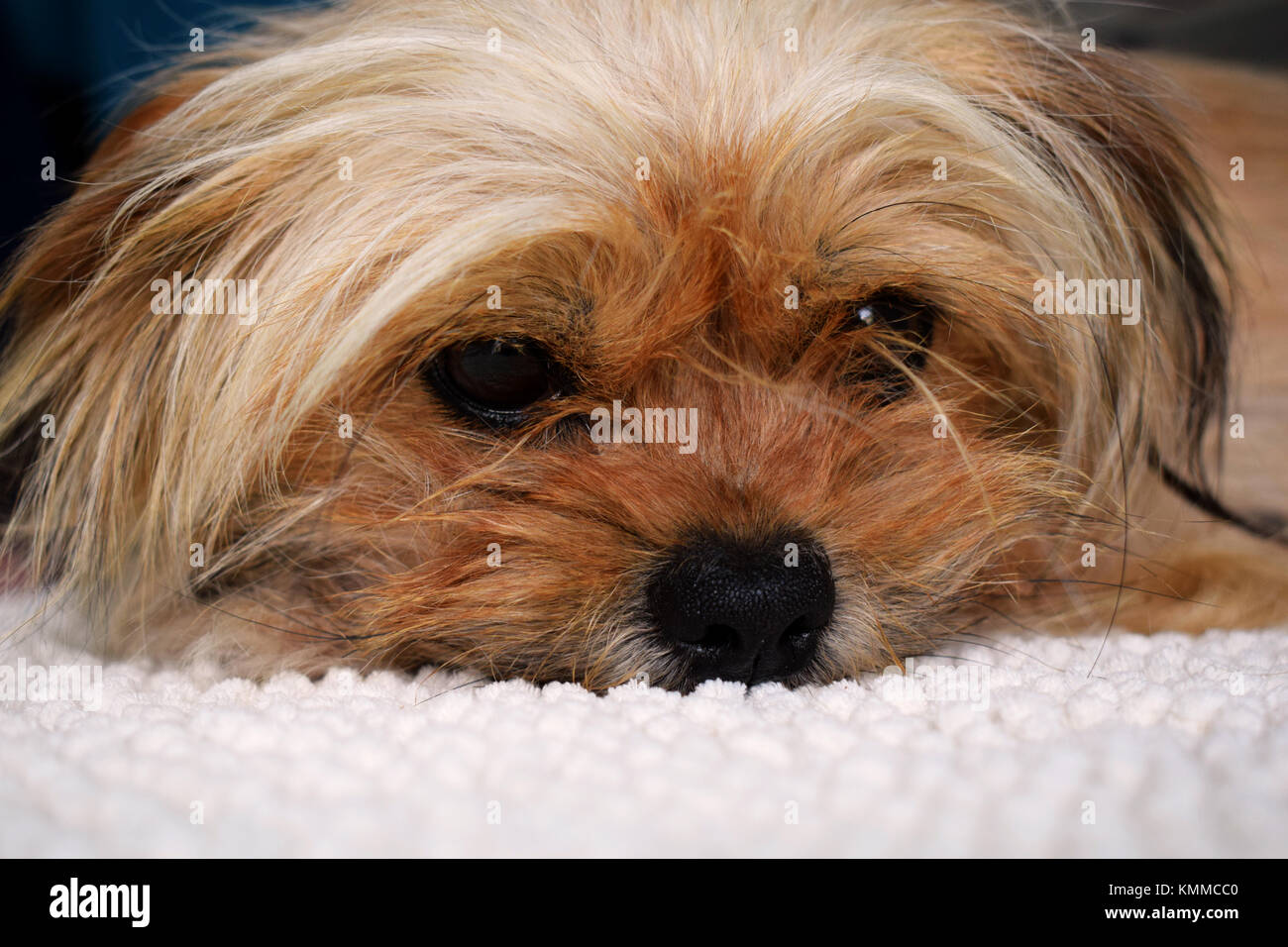 Sad Puppy Face Please