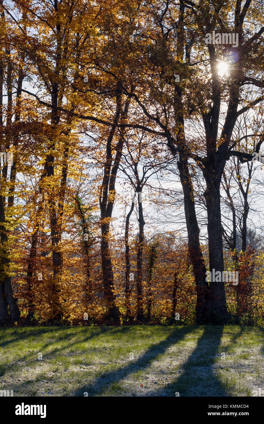Yellow golden autumn trees in the autumnal sun shining through the ...