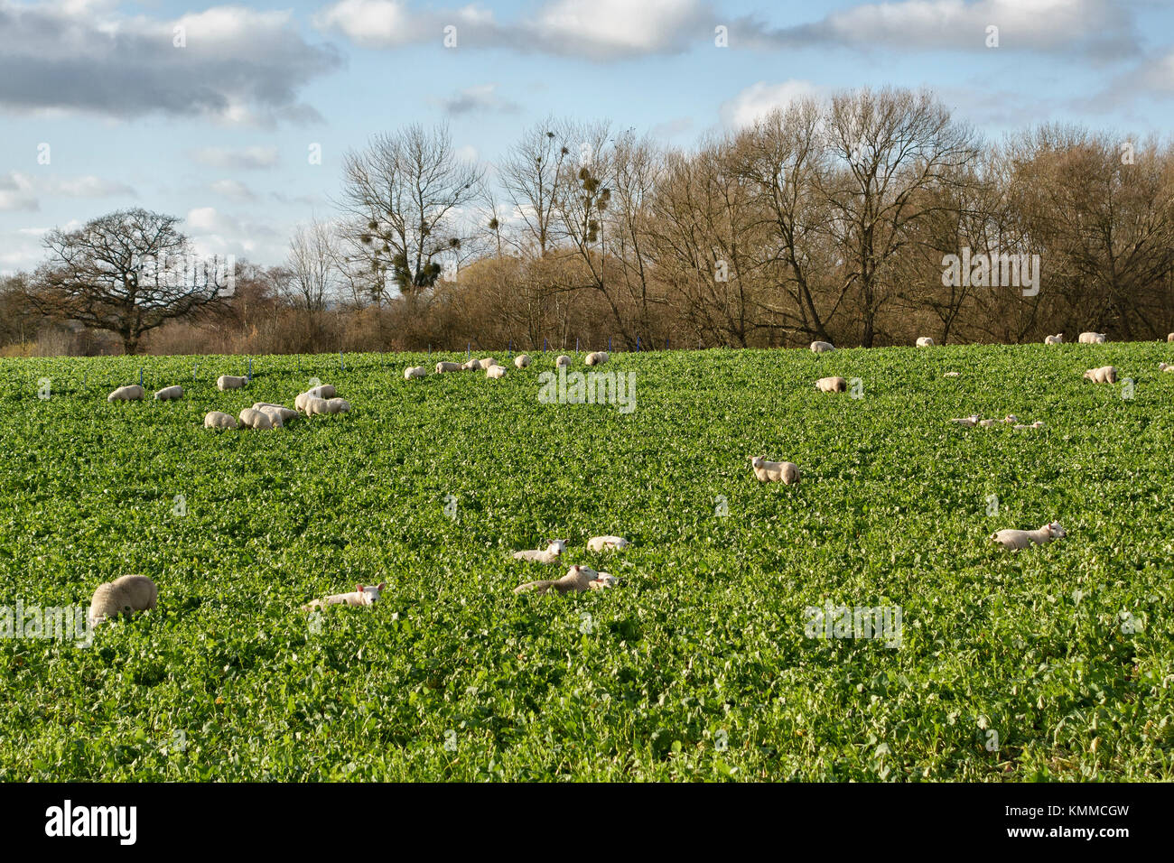Herefordshire, UK. A field of sheep in winter grazing on sugar beet or ...