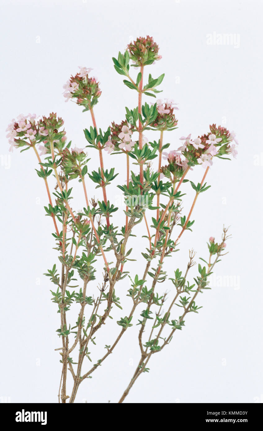 Garden thyme path hi-res stock photography and images - Alamy