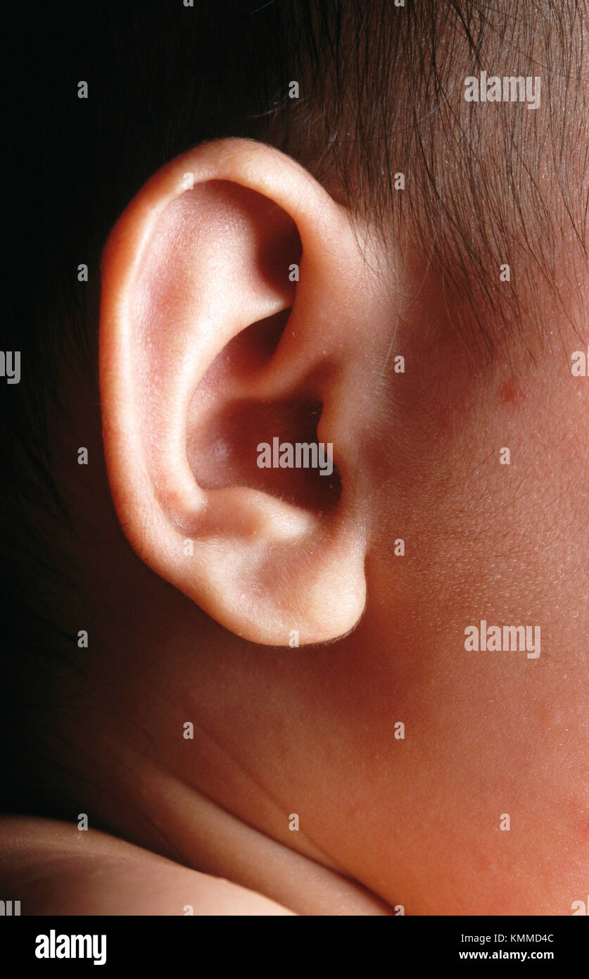 Ear child anatomy hi-res stock photography and images - Alamy
