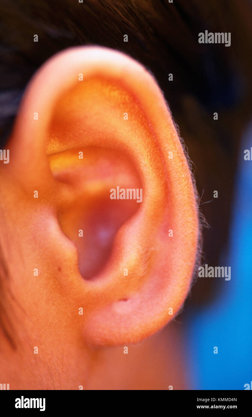 Ear child anatomy hi-res stock photography and images - Alamy