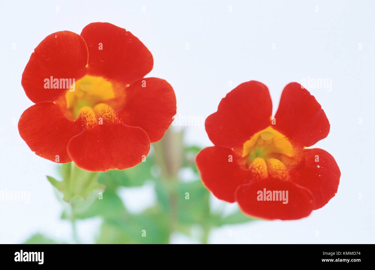 Mimulus sp hi-res stock photography and images - Alamy