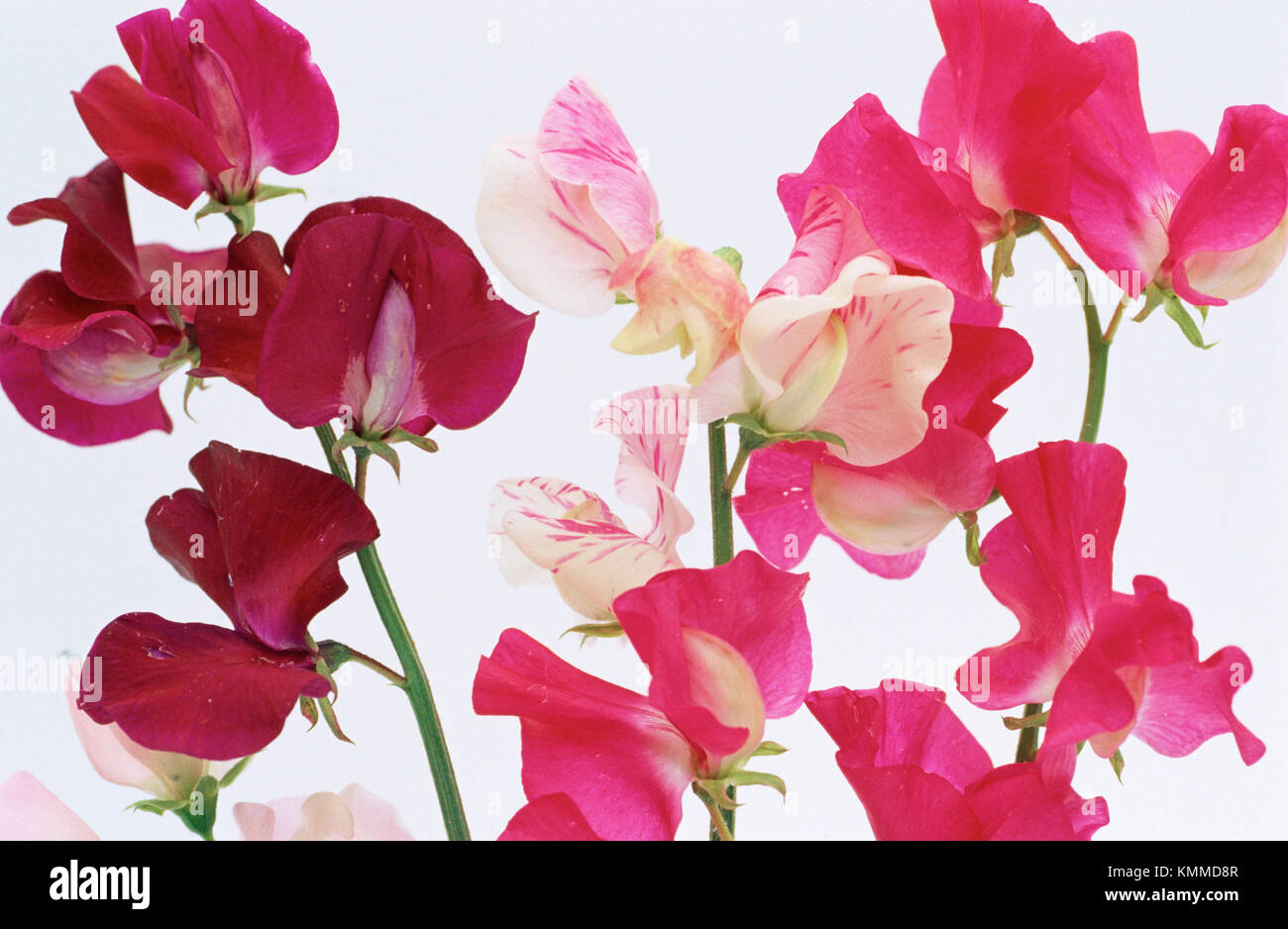 Lathyrus Odorata Stock Photos & Lathyrus Odorata Stock Images - Alamy