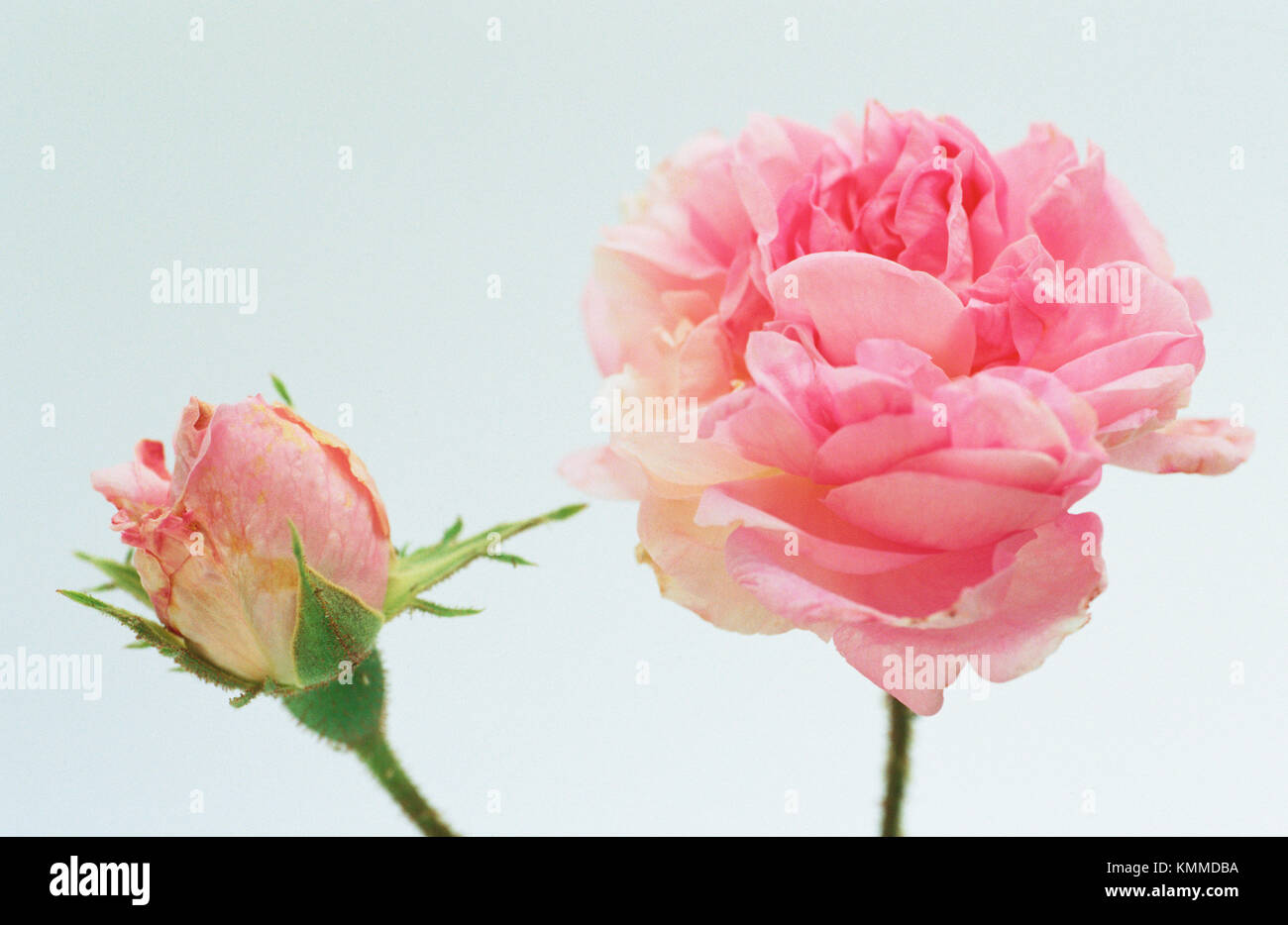 Cabbage Rose (Rosa centifolia Stock Photo - Alamy