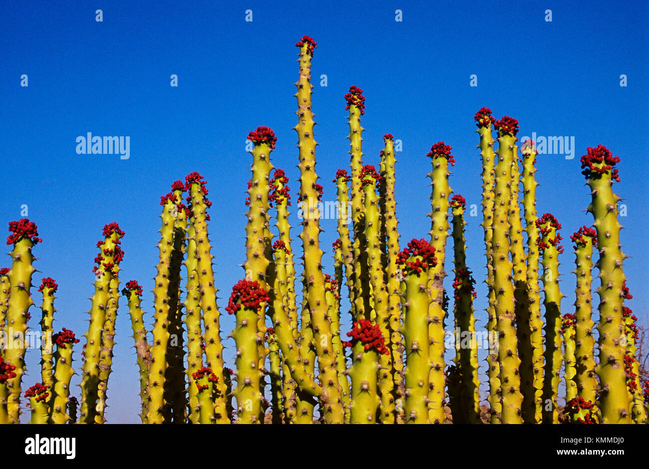 India Cactus High Resolution Stock Photography and Images - Alamy