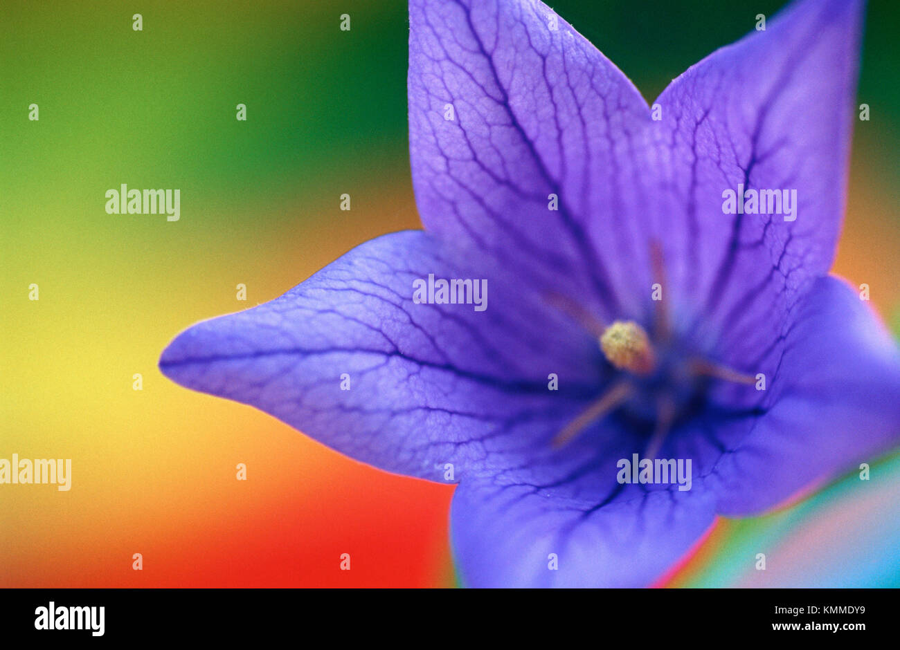 Platycodon Grandiflorum High Resolution Stock Photography and Images ...