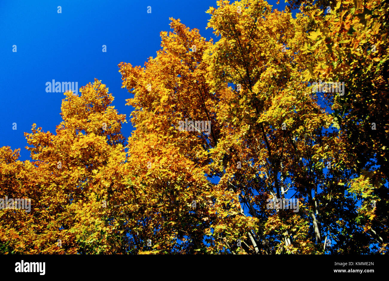 Platanus plant hi-res stock photography and images - Alamy
