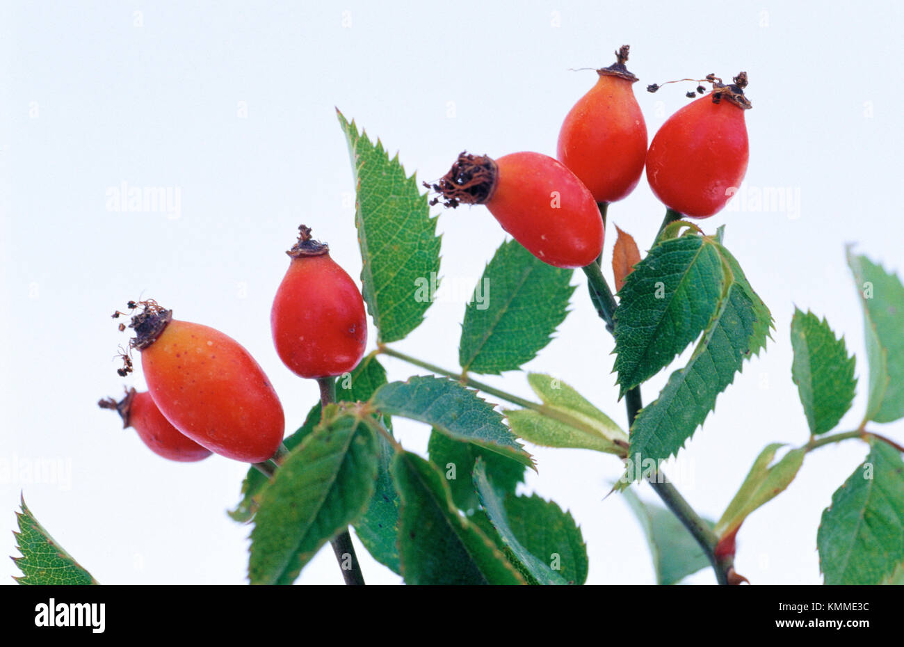 Dog Rose (Rosa canina Stock Photo - Alamy