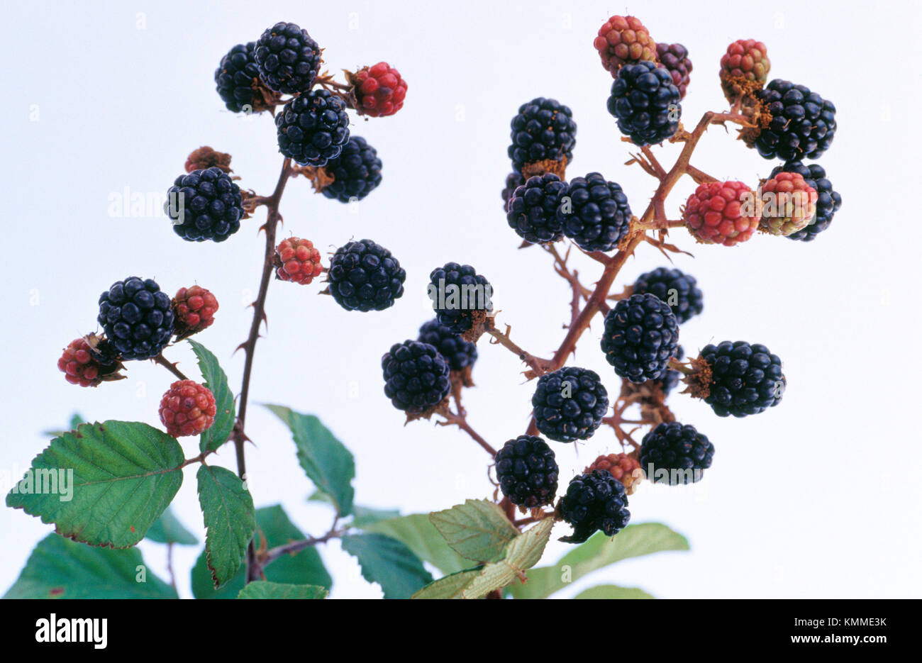 Blackberry (Rubus fruticosus Stock Photo - Alamy