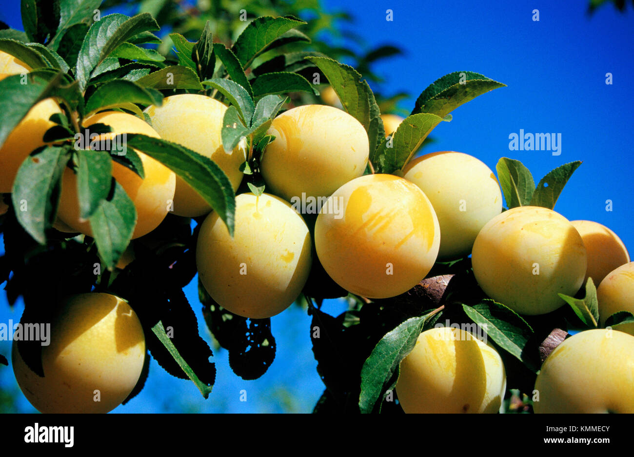 Plum plantation hi-res stock photography and images - Alamy