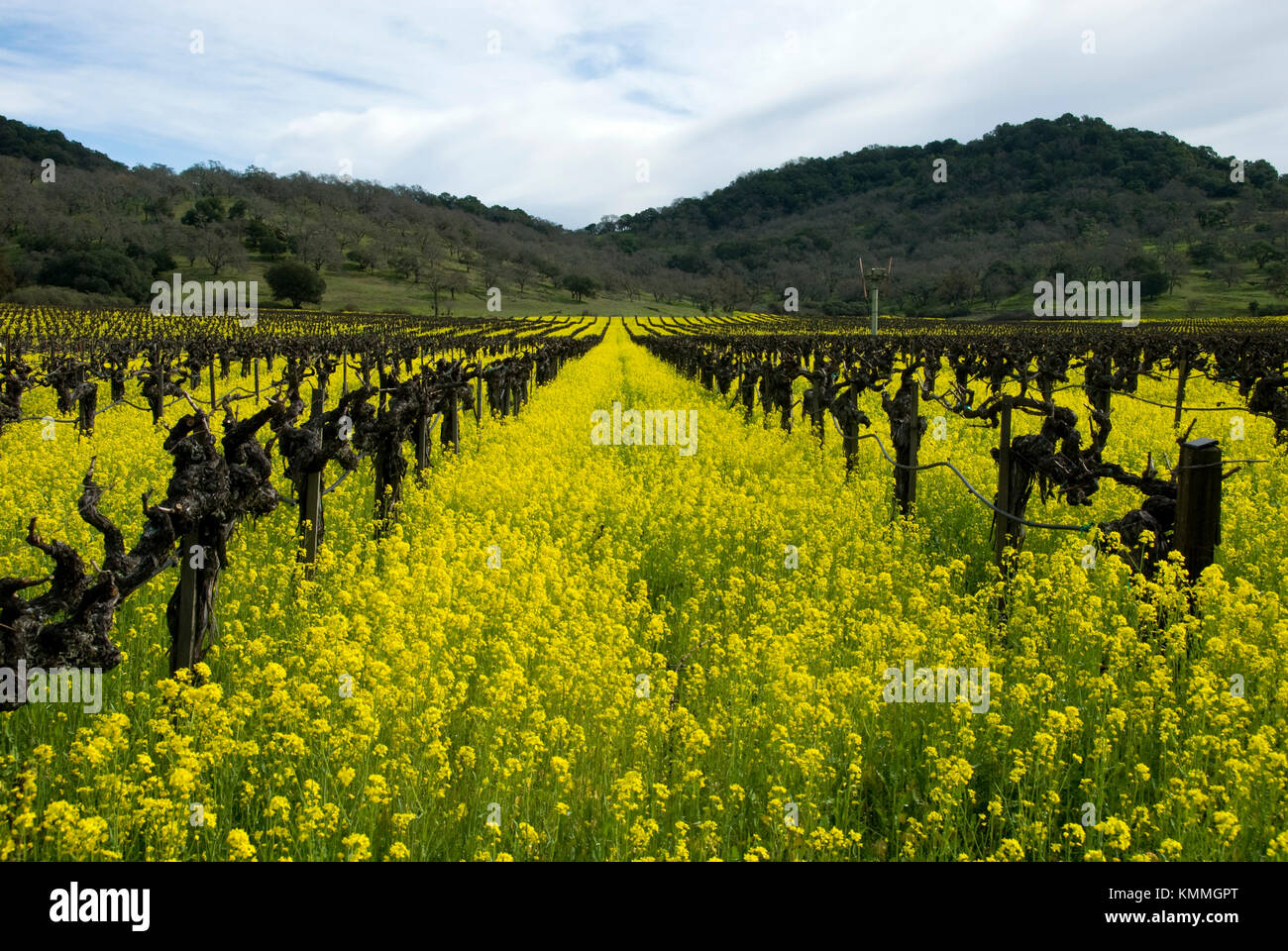 California mustard hi-res stock photography and images - Alamy