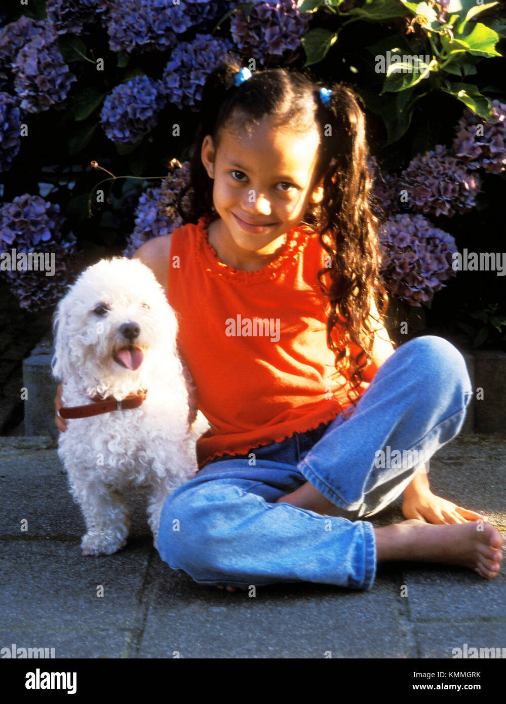 American poodle hi-res stock photography and images - Alamy