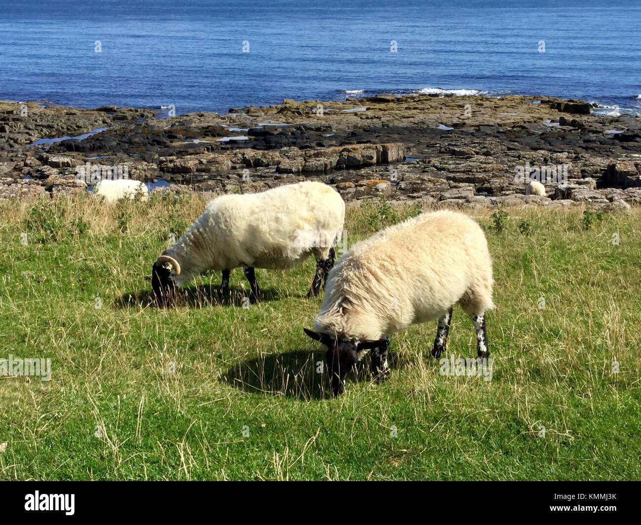 A variety of sheep pictured in the English countryside Stock Photo - Alamy