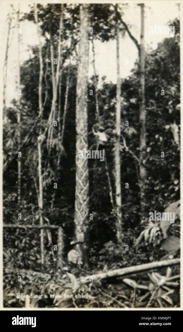 Chicle, a natural gum extracted from the sapodilla tree, is a key ...