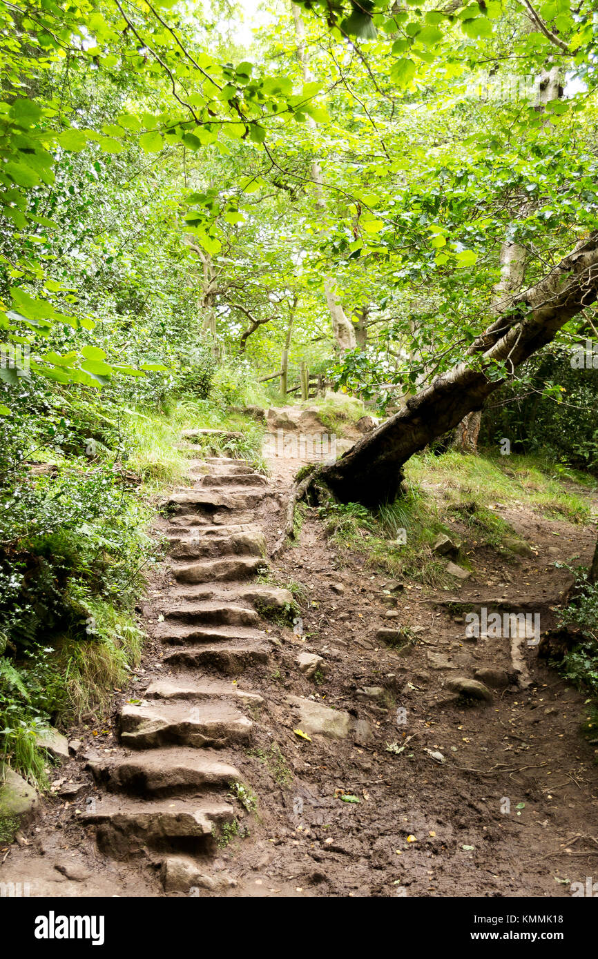 Stone steps in the forest Stock Photo - Alamy