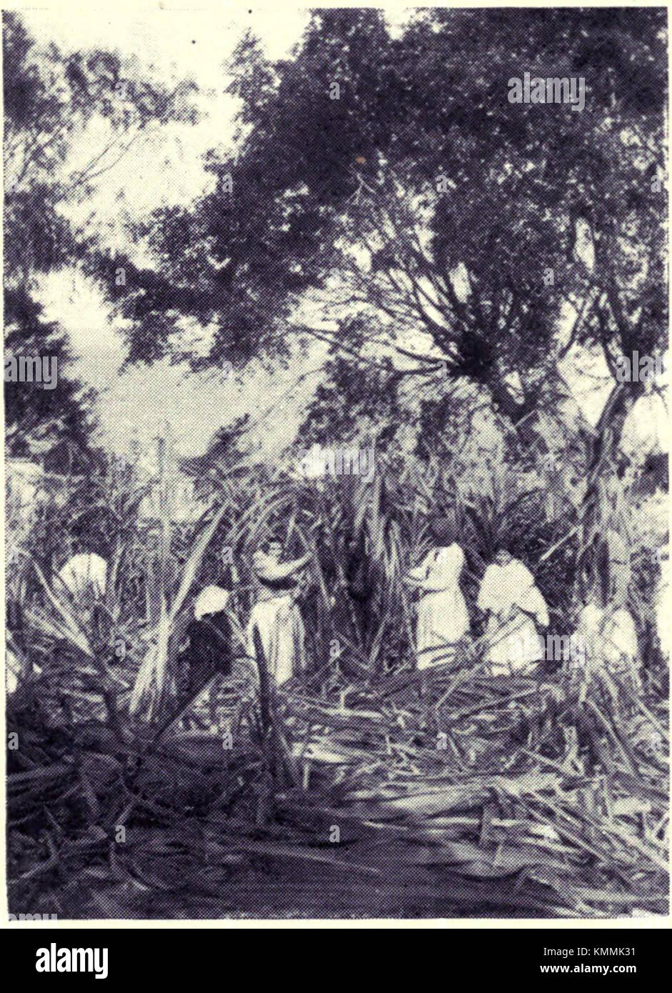 This image, taken in 1909, depicts workers in the sugar cane fields ...