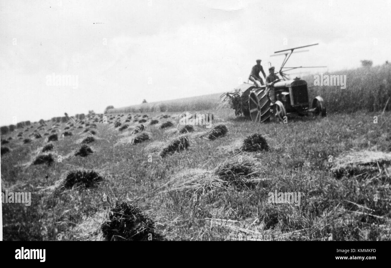 This image or reference shows the practice of harvesting corn during ...