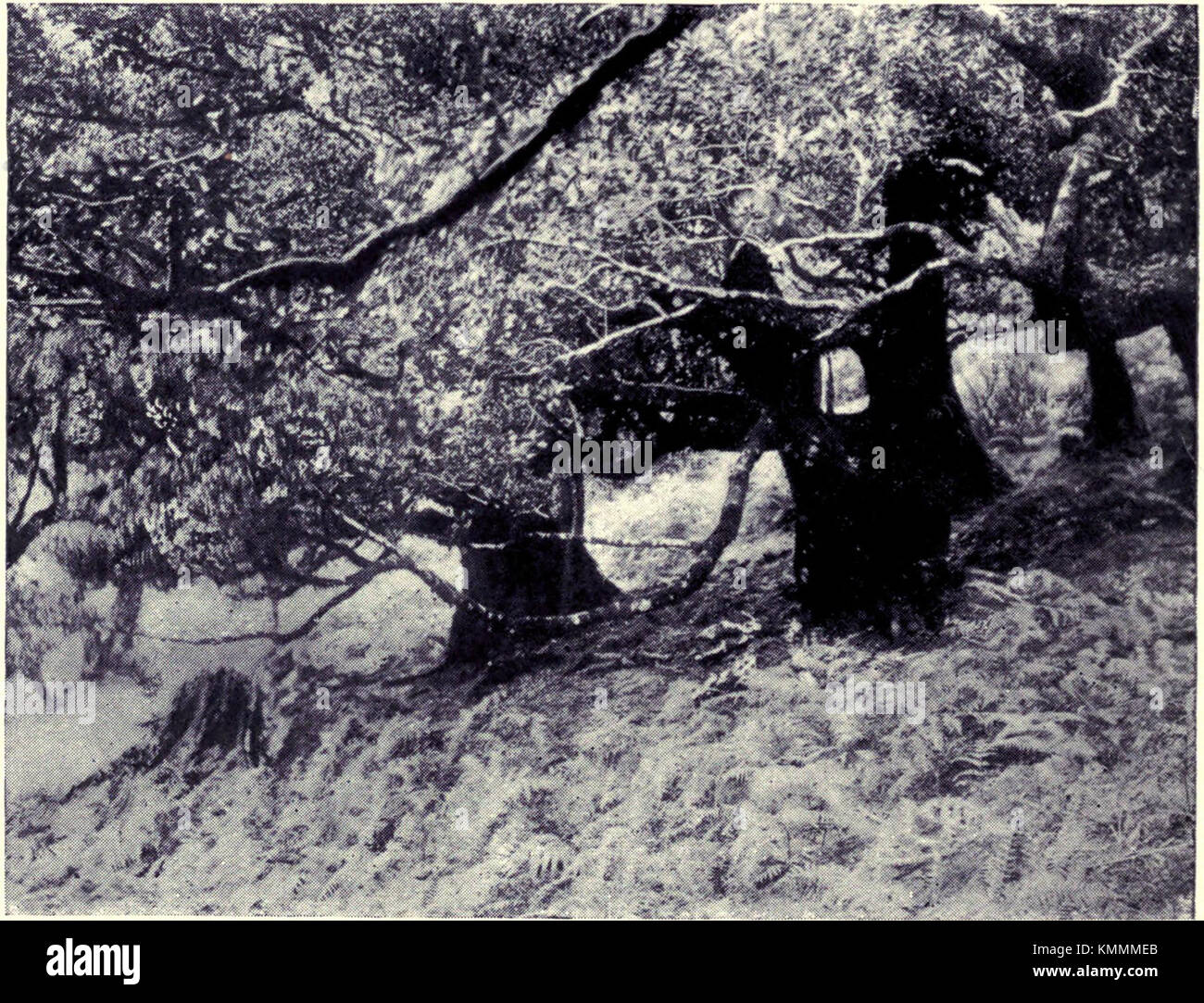 The 1909 image of the Virgin Forest in the Interior shows a pristine ...