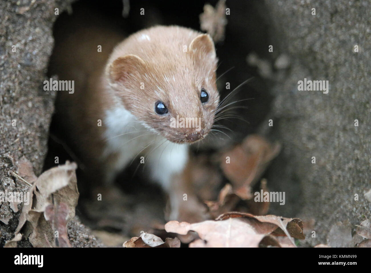 Weasel (Mustela nivalis) looking out of an old rabbit burrow hole in ...