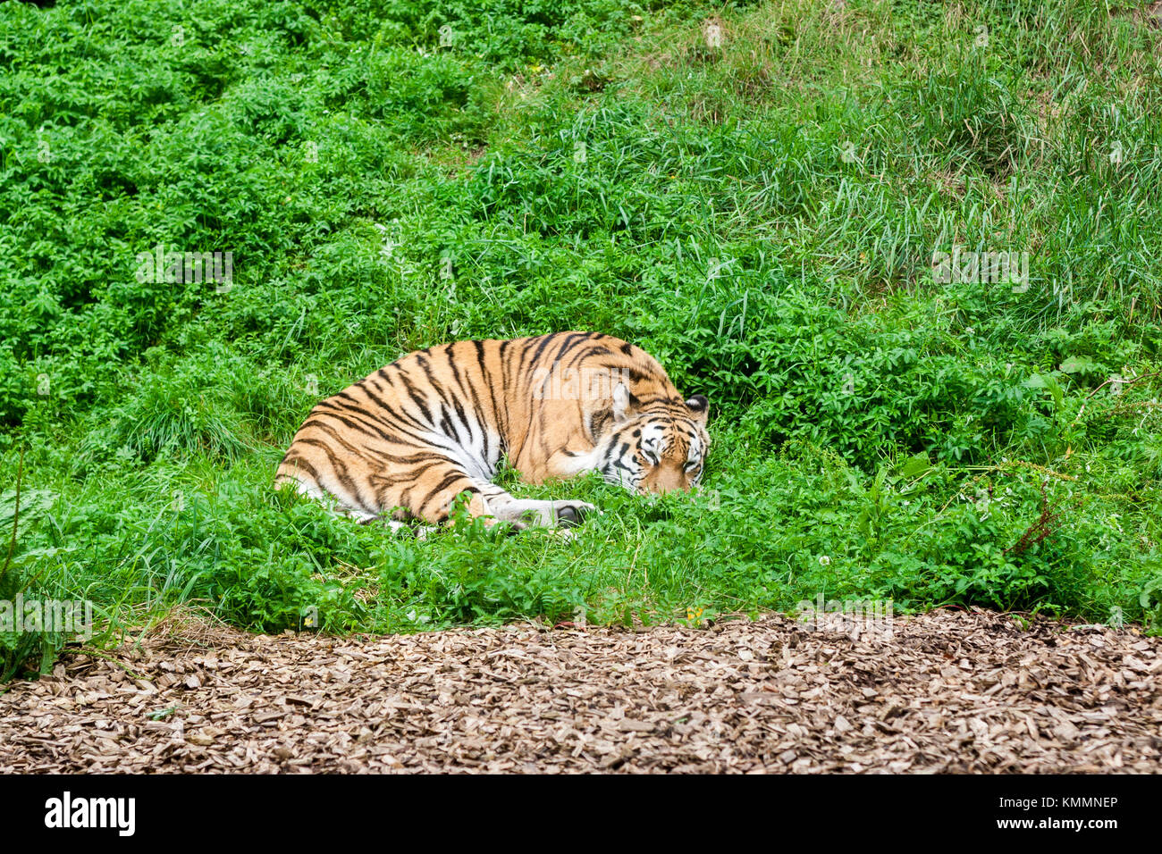 Tiger sleeping zoo hi-res stock photography and images - Alamy