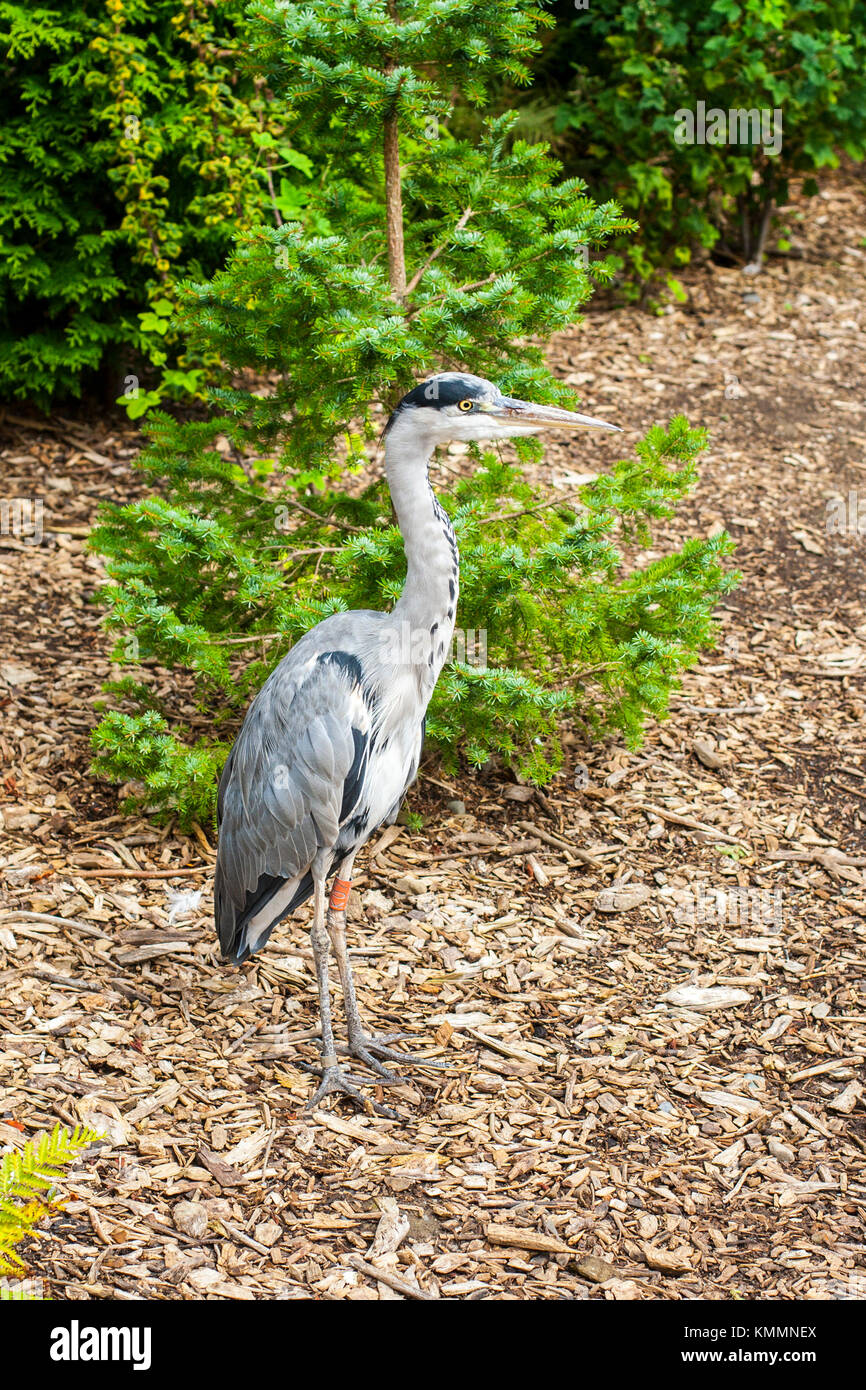 Crane bird standing alert at Dublin Zoo, Ireland Stock Photo - Alamy