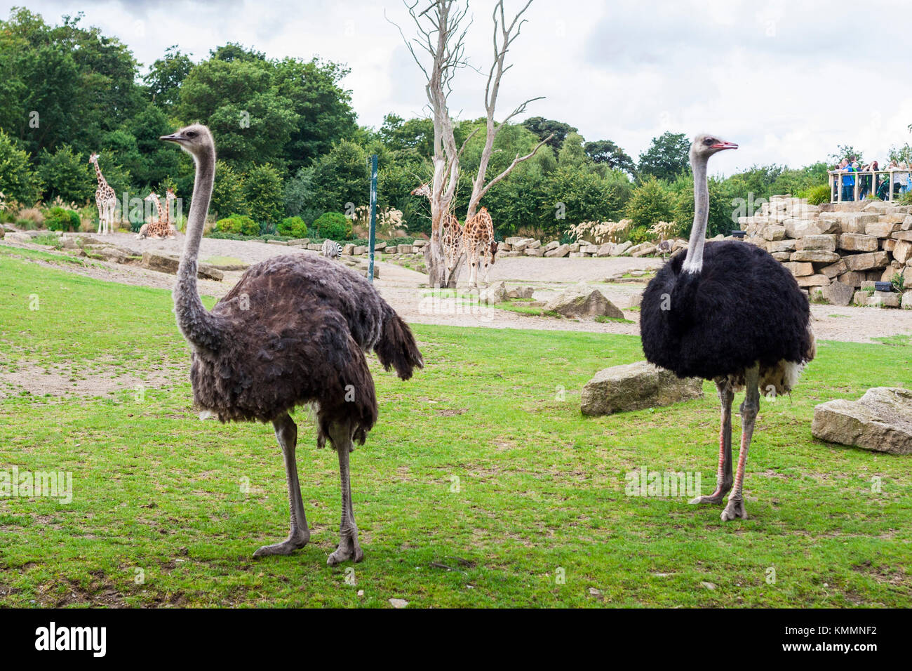 Pair of Ostriches standing on grass in an enclosure at Dublin Zoo in ...