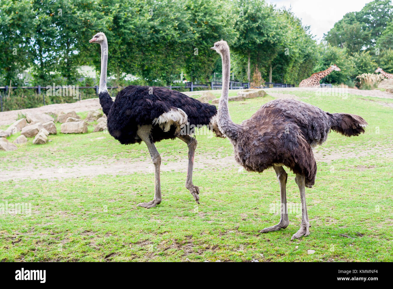 Pair of Ostrich at Dublin Zoo Ireland Stock Photo - Alamy