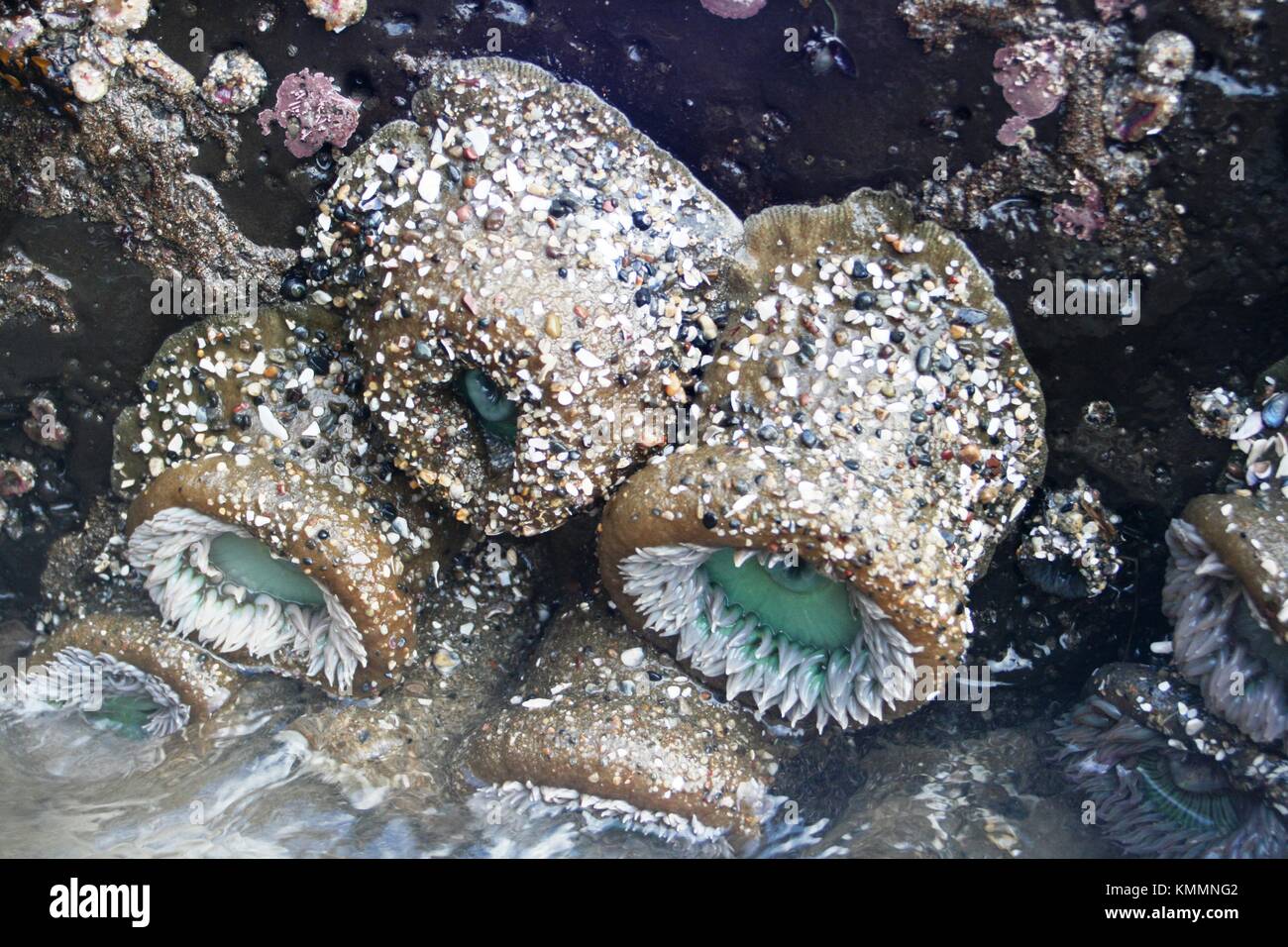 Sea anemones at Natural Bridges State Beach, Santa Cruz California ...