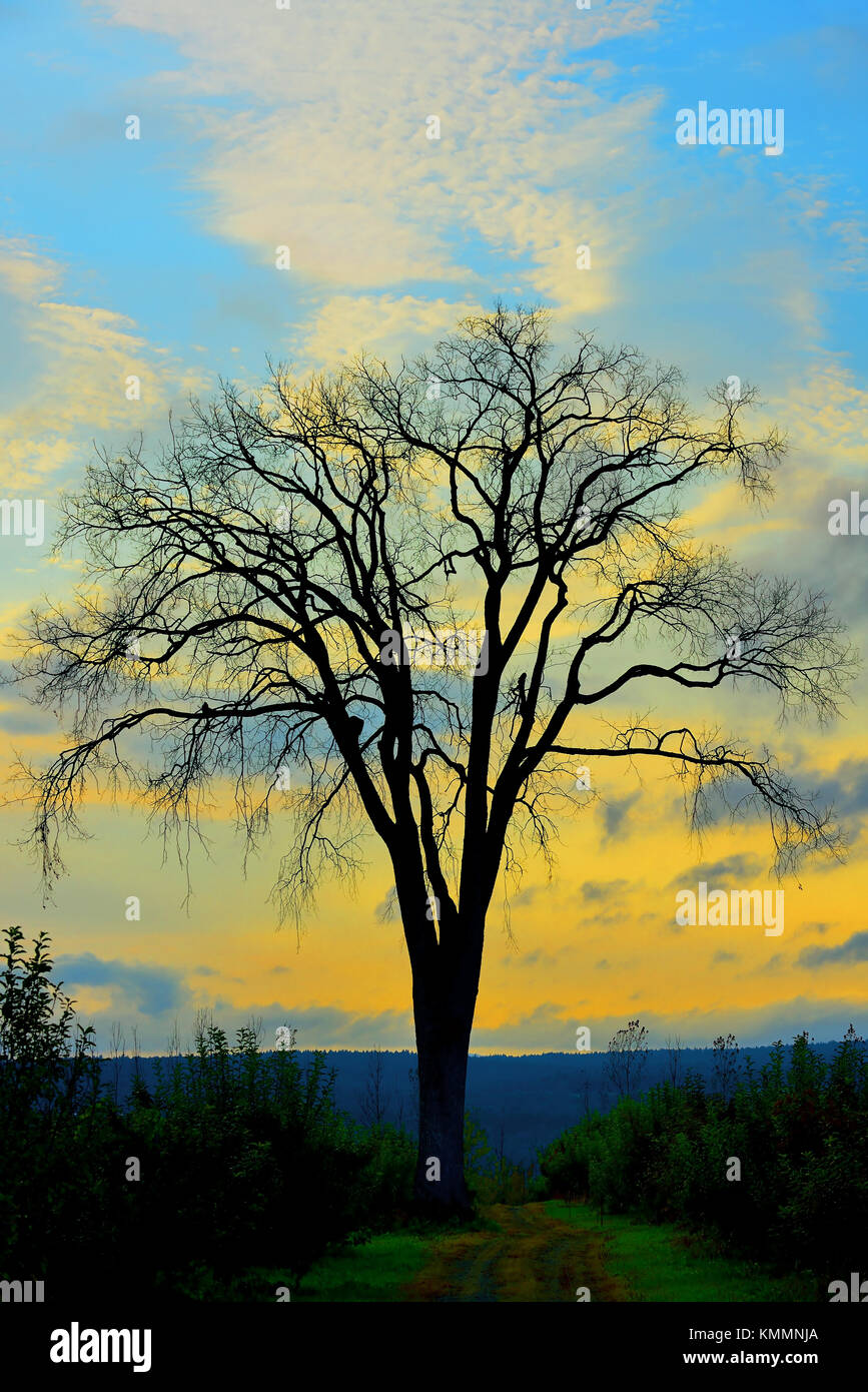 One bare tree in the field against sunset sky Stock Photo - Alamy