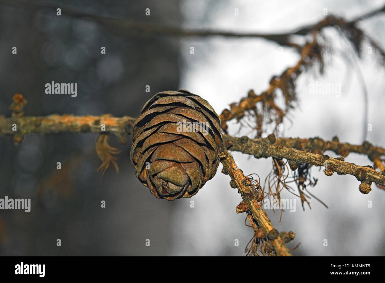 The branches of larch cones and dry. Background. Abstraction Stock ...