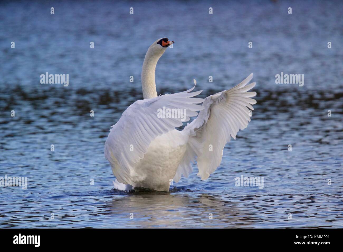 Swan flaps wings hi-res stock photography and images - Alamy