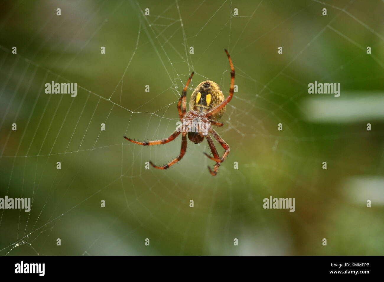 Golden Orb Weaver spider Stock Photo - Alamy