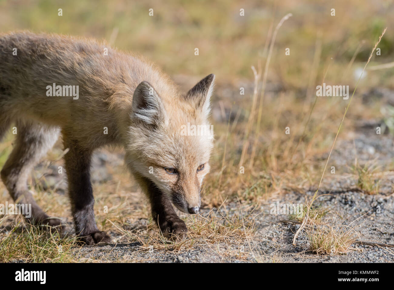 Cascade red fox hi-res stock photography and images - Alamy