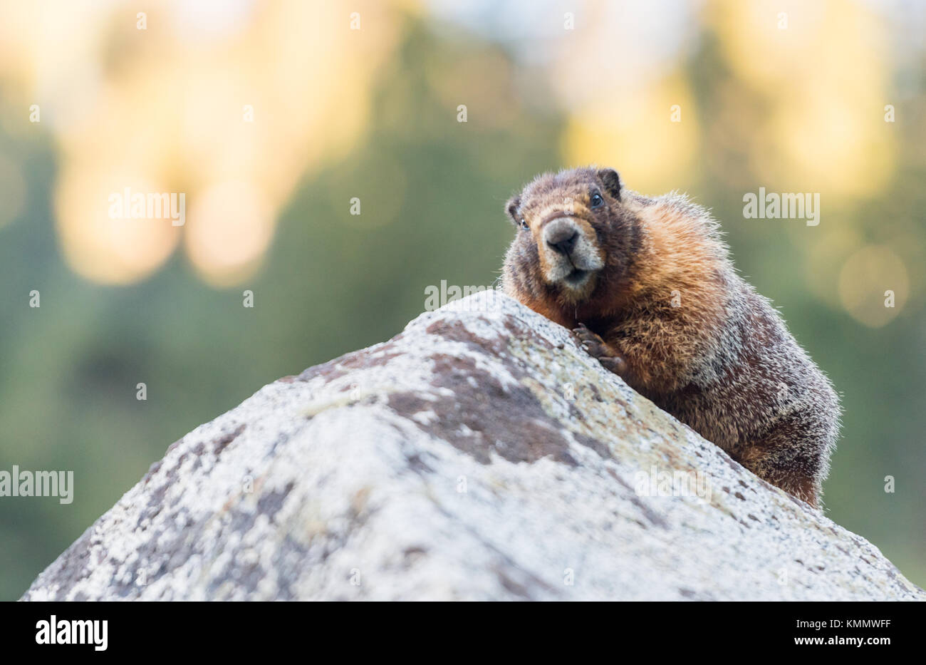 Mount rainier marmot sitting hi-res stock photography and images - Alamy