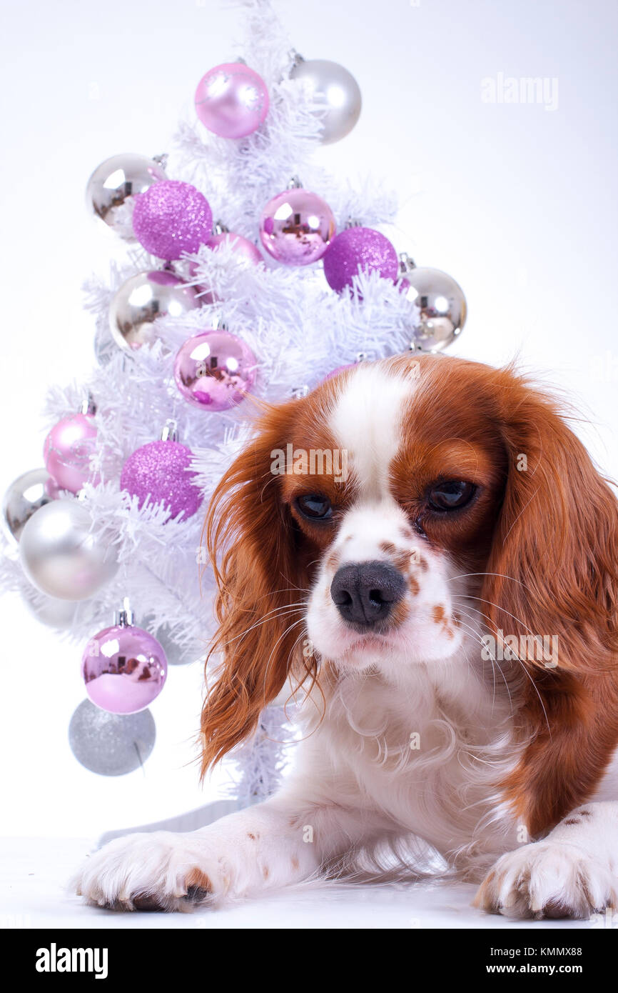 Dog with christmas tree. animal pet cute christmas photo. Studio photo ...